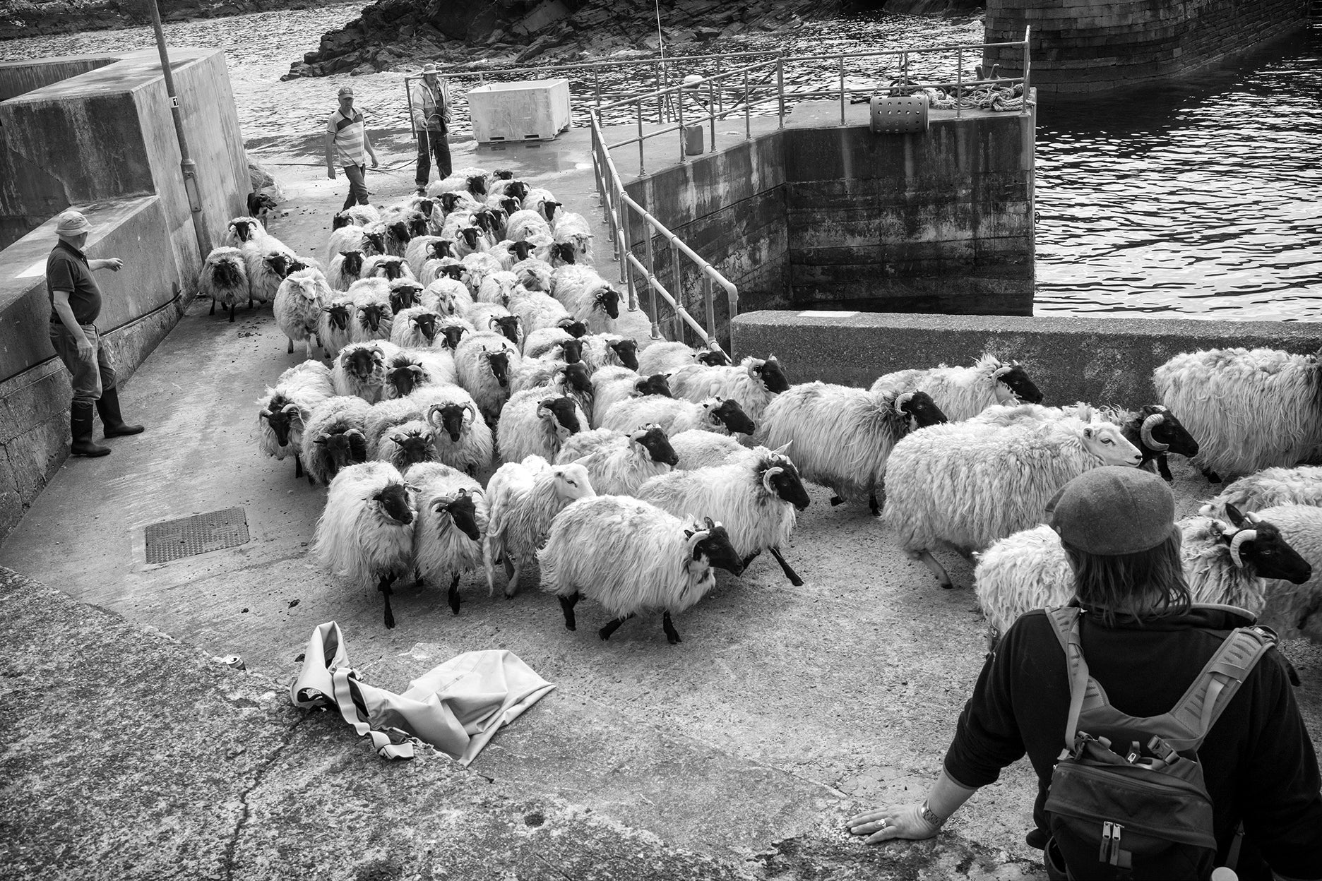 David Darby, ASC • Turk Dock Sheep – ASC/AC Store